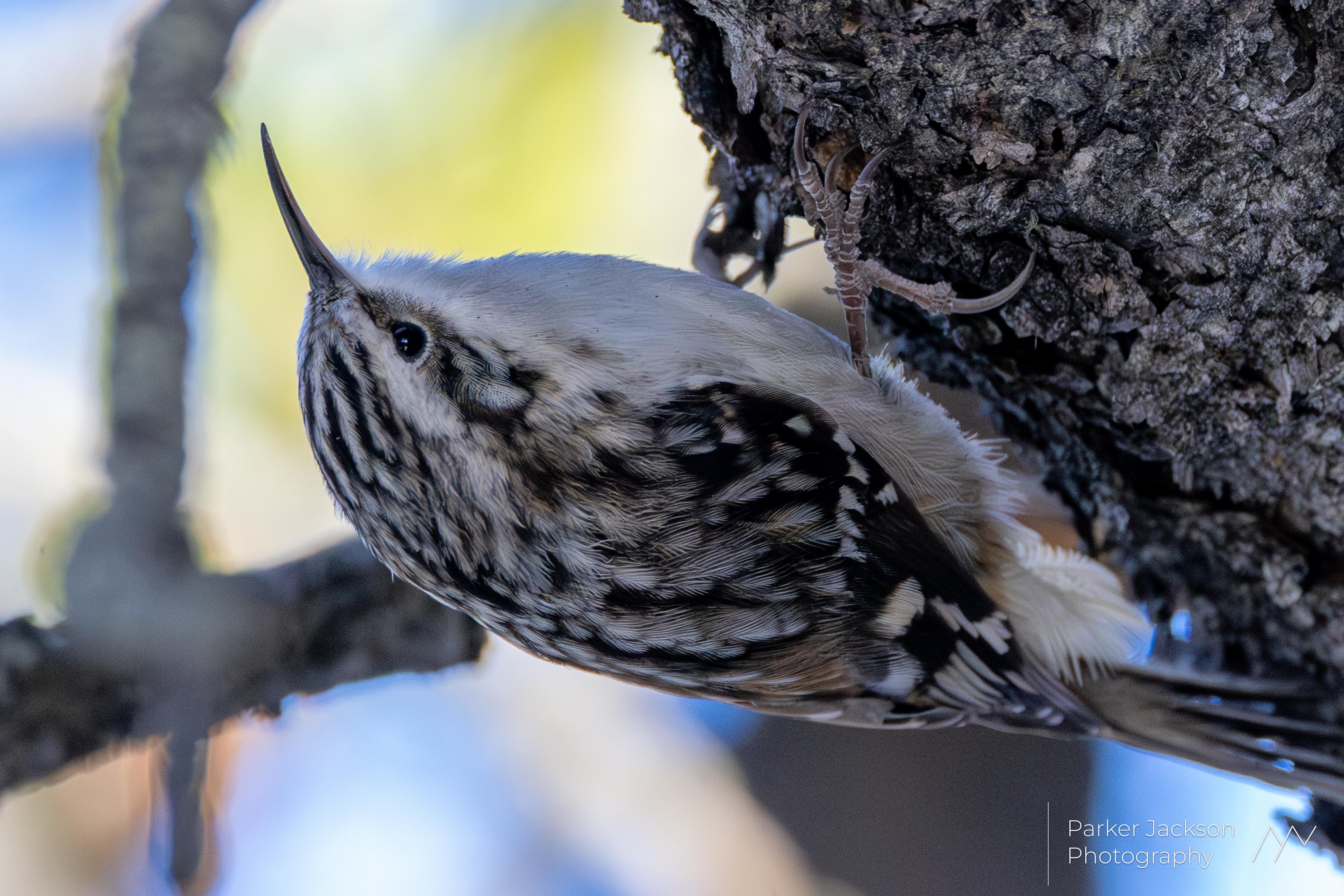 Leap year birds | Parker Jackson Wilderness Photography